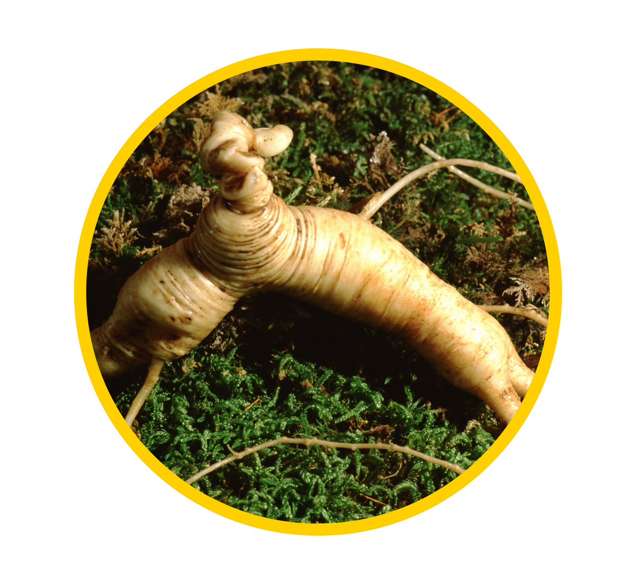 Exie – Seperti Pertama Kali..